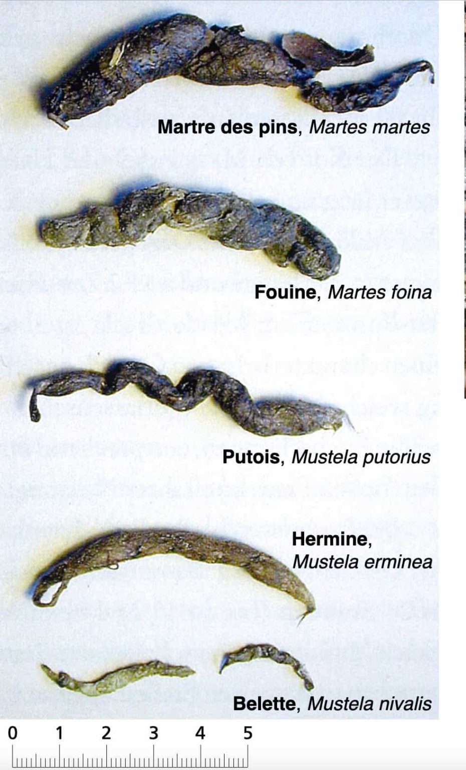 Crottes de fouine : comment les identifier et les éliminer facilement